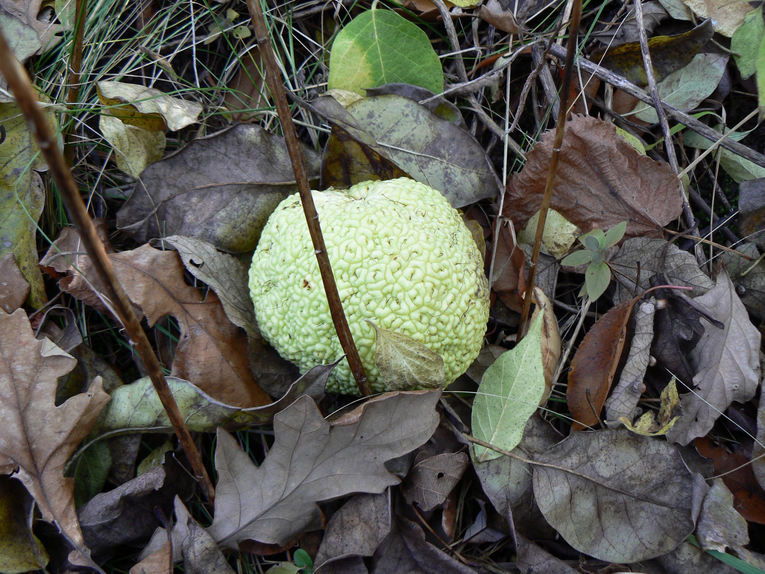 Osage orange or hedge apple and pharmacognosy – Science Everyday